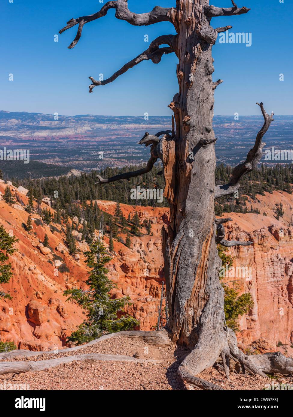 USA, State of Utah. Kane County. Bryce Canyon National Park. Rainbow ...