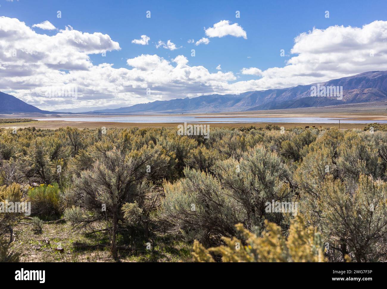 United States. Utah. Millard County. Sagebrush (Artemisia tridentata ...