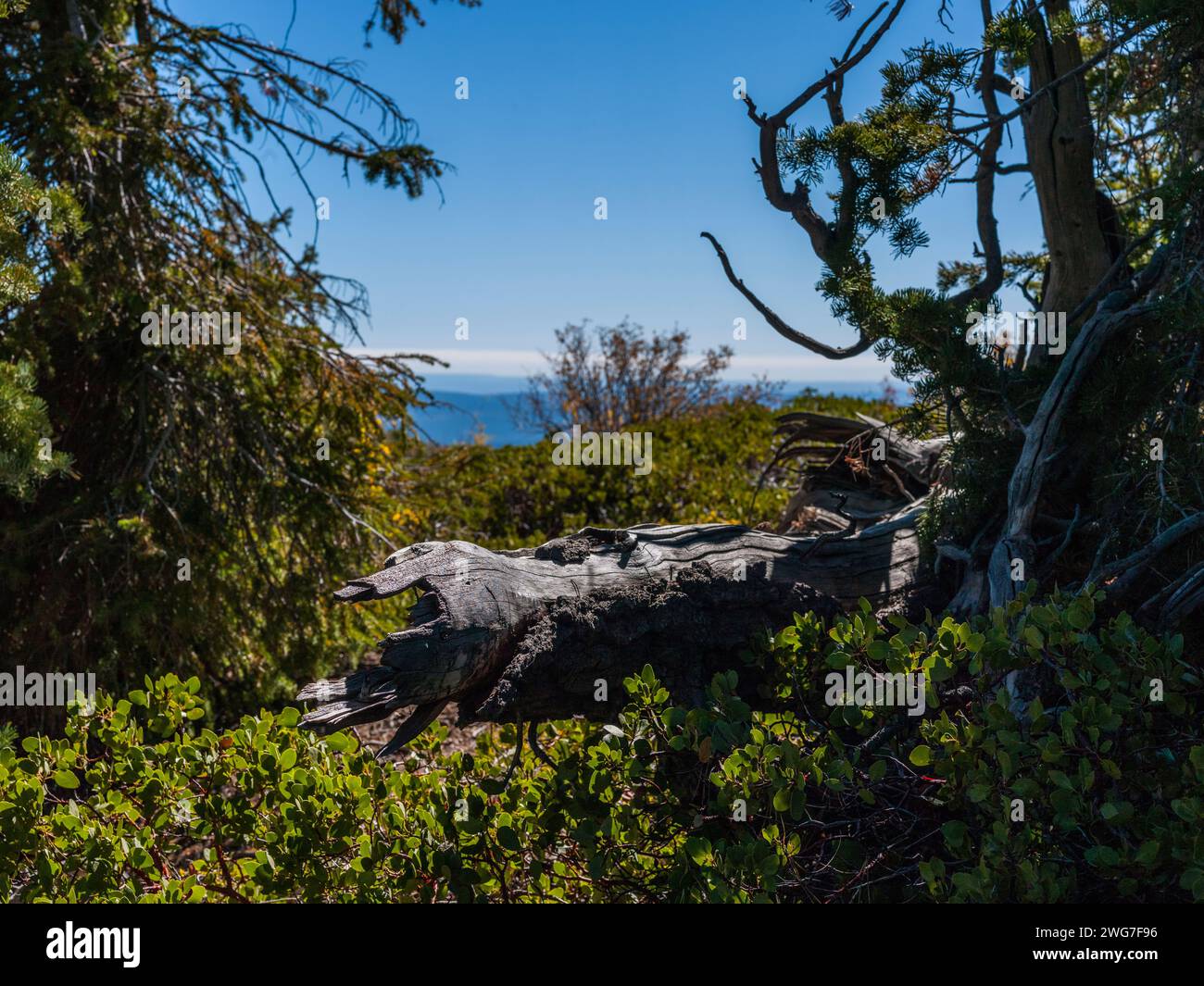 USA, State of Utah. Kane County. Bryce Canyon National Park. Rainbow ...
