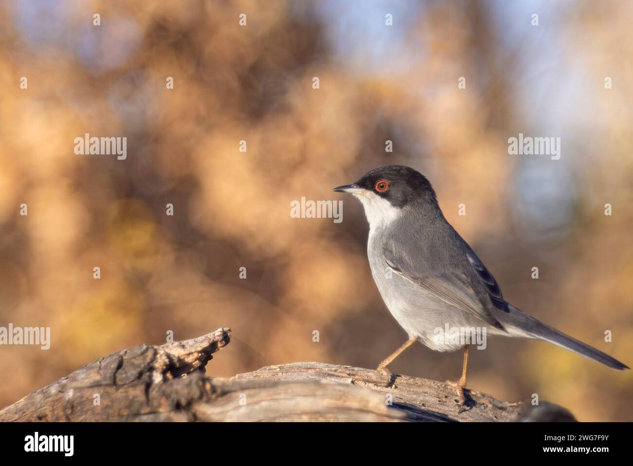 Typical Mediterranean bird, Sardinian warbler, Curruca melanocephala ...