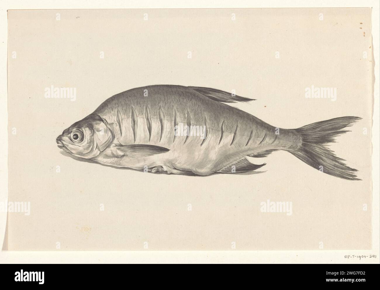 Pen and ink drawing of fish hi-res stock photography and images - Alamy