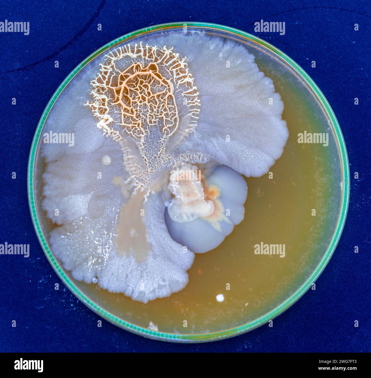 colonies of bacteria and microorganisms on the surface of agar and wind ...