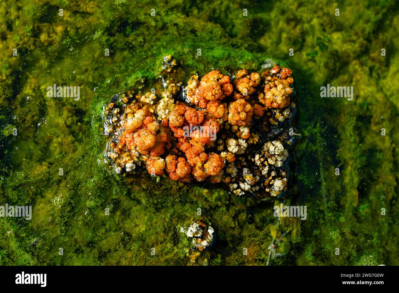 A close-up of striking orange botryoidal mineral formations juxtaposed ...