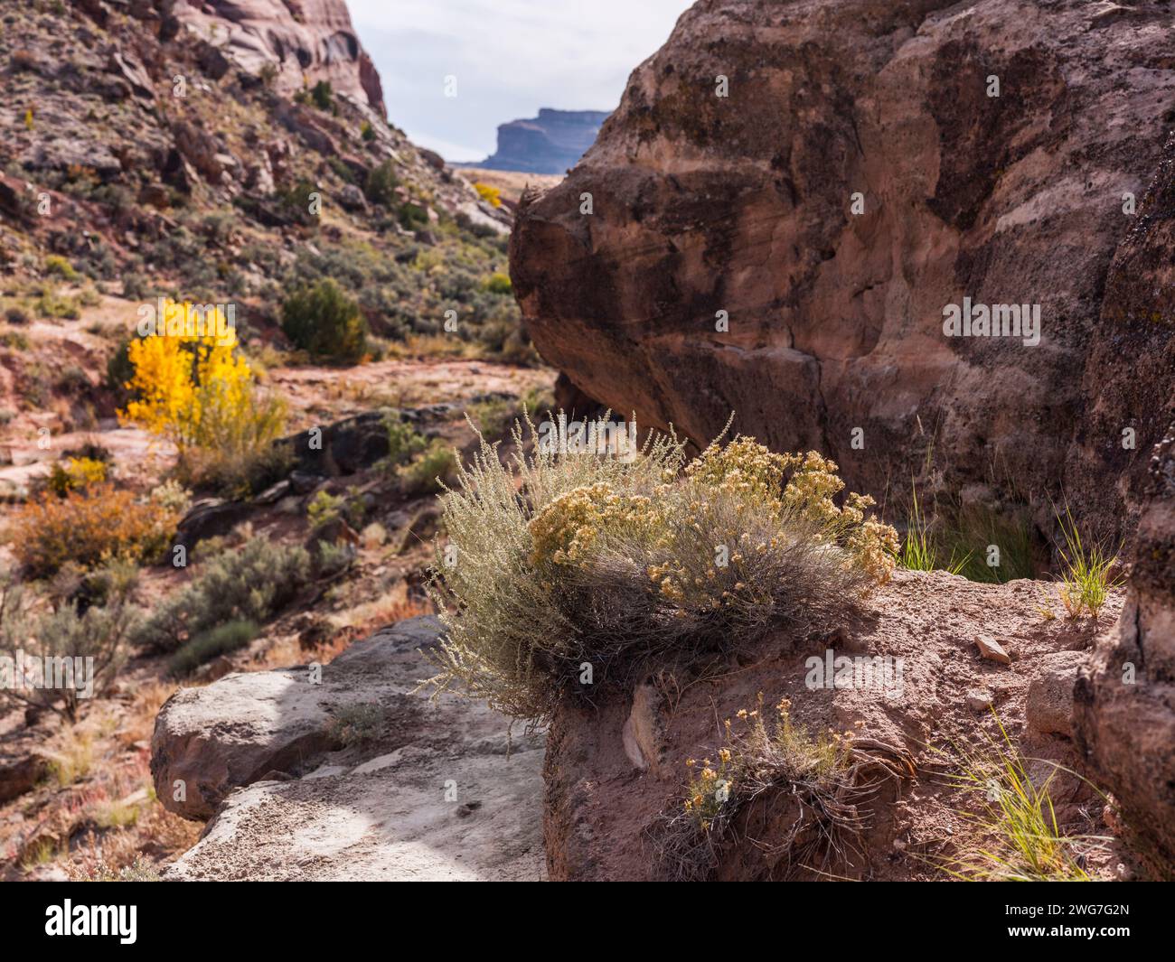 Artemisia tridenteta hi-res stock photography and images - Alamy