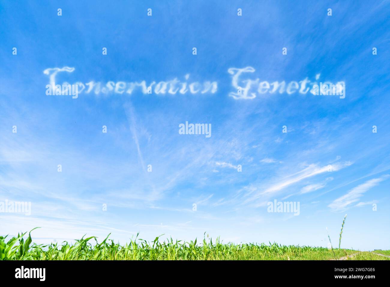 Conservation Genetics: Studying genetic diversity to aid in the ... Conservation Genetics: Studying genetic diversity to aid in the ...