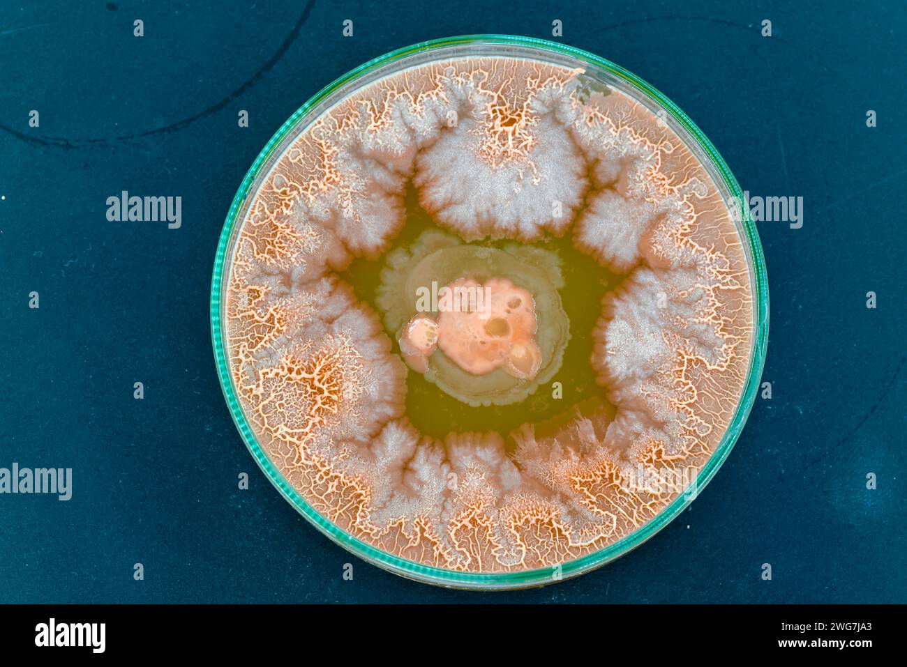 colonies of bacteria and microorganisms on the surface of agar and wind ...