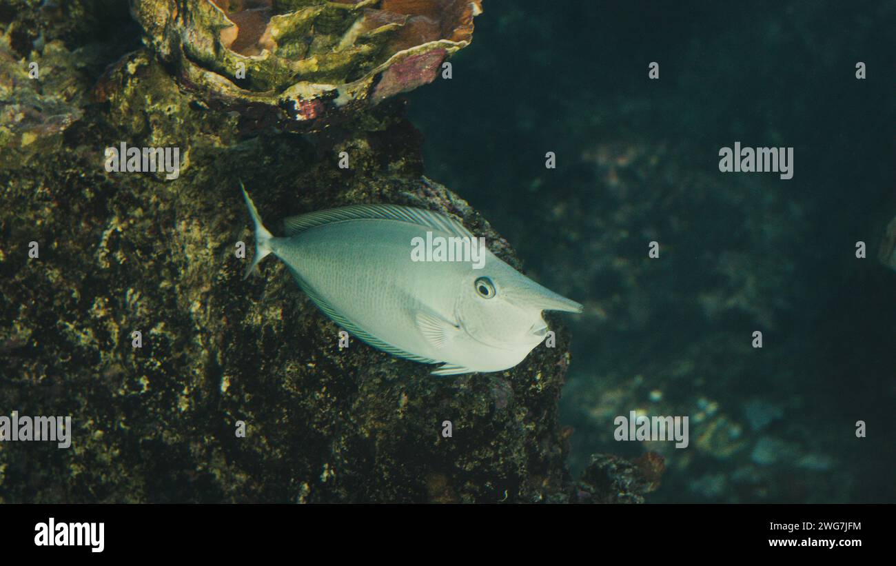 A unicorn fish swimming in an aquarium at the Maui Ocean Center in ...