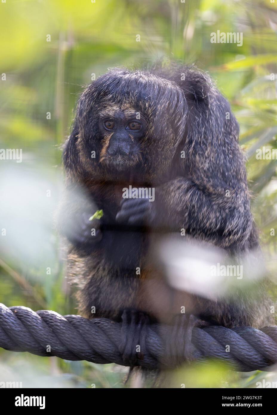 White-faced Saki, Pithecia pithecia, gracefully swinging through the ...