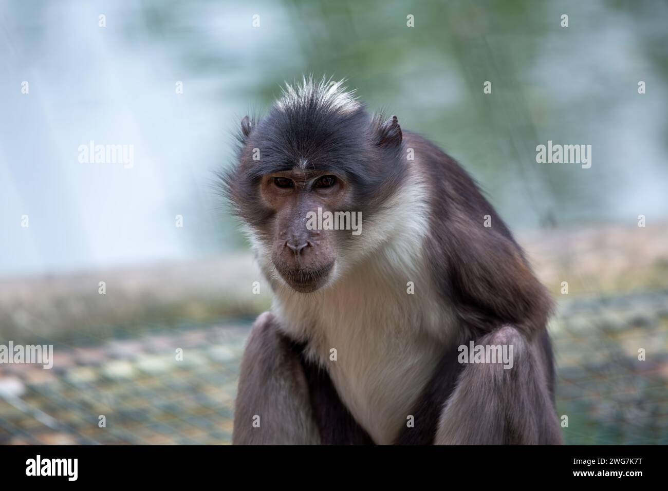 White-crowned Mangabey, Cercocebus atys lunulatus, navigating the ...