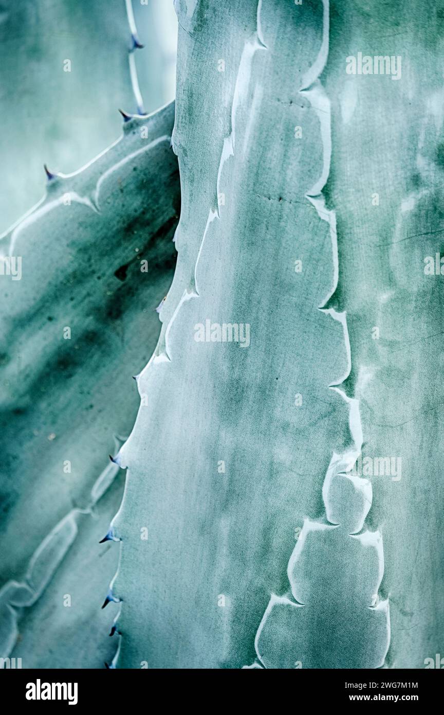 A dark cavity is created from a fold in the leaves of an agave cactus ...