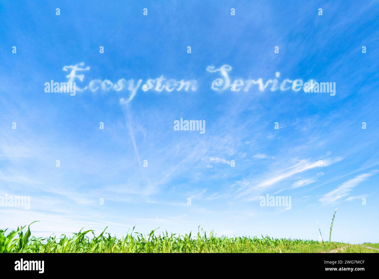 Ecosystem Services: Benefits provided by ecosystems to humans, such as ...