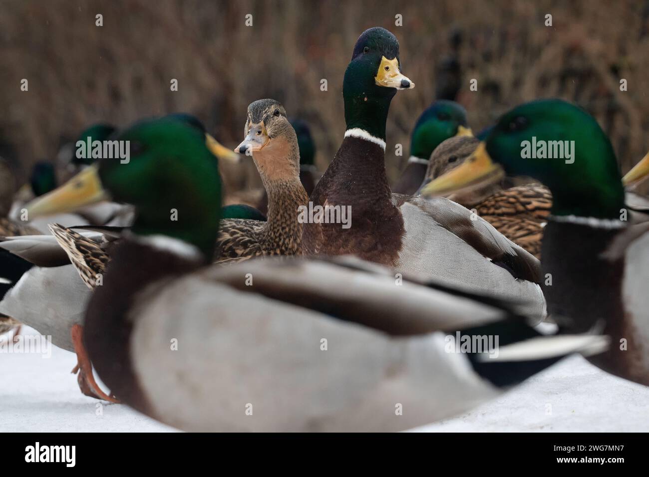 St. Petersburg, Russia. 31st Jan, 2024. View of ducks in winter on the ...