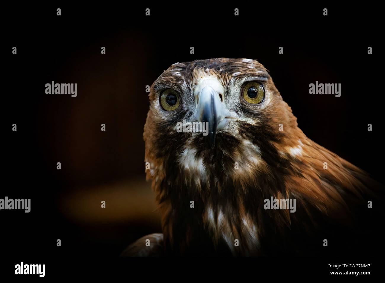 Portrait of Golden Eagle (Aquila chrysaetos). Golden eagle close-up ...