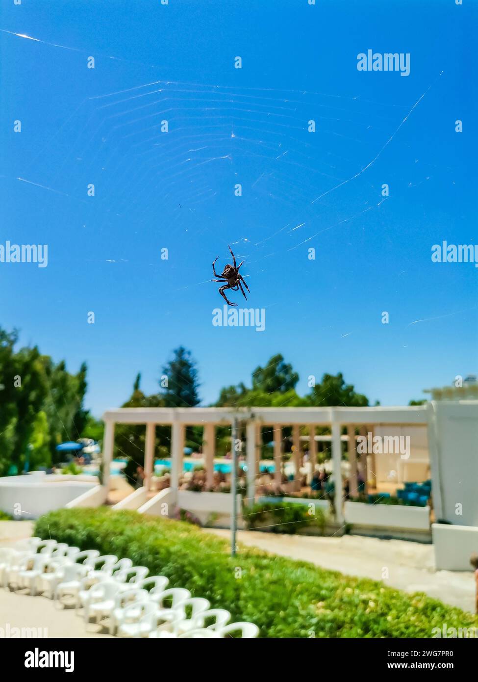 Balkan spider hi-res stock photography and images - Alamy