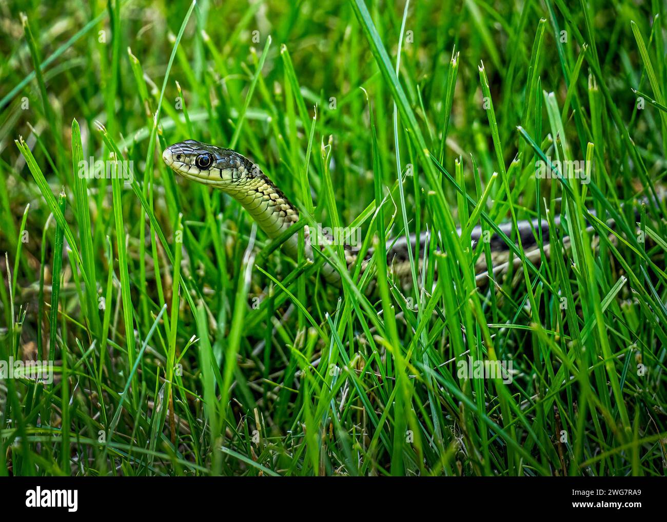 Snake in the grass hi-res stock photography and images - Alamy
