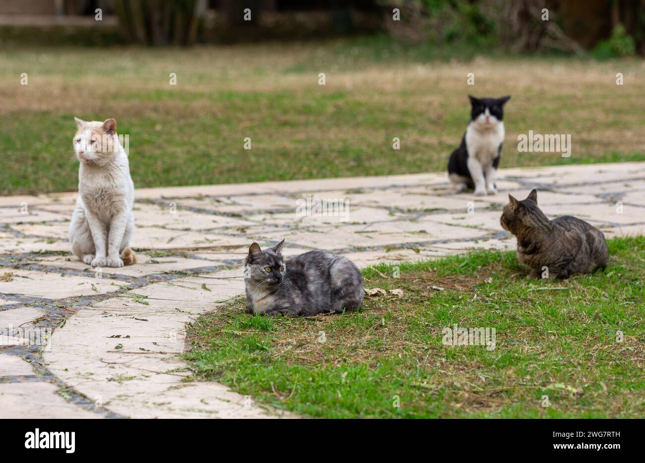 Feline harem outside. Female cat and three male cat beside Stock Photo ...