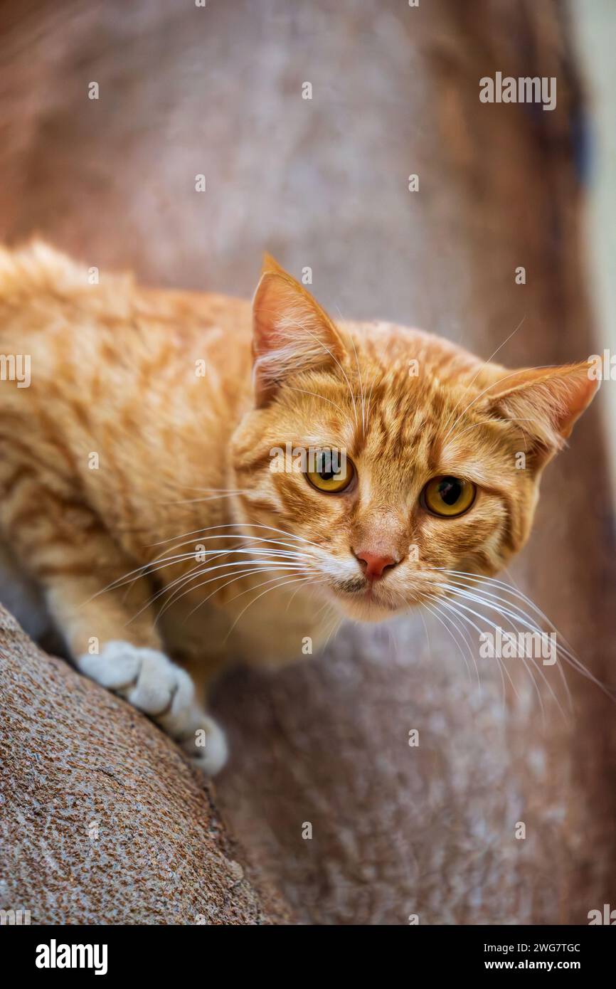 Pupil tree hi-res stock photography and images - Alamy