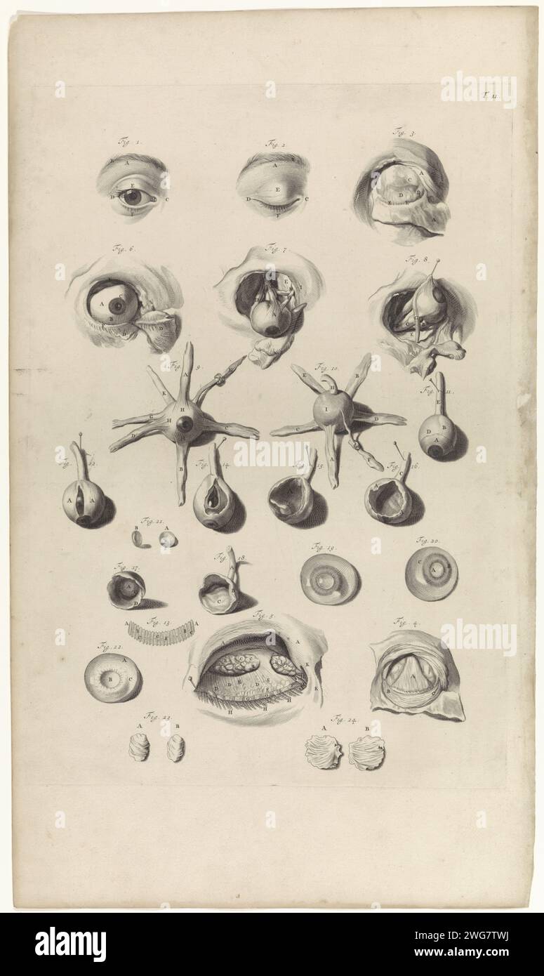 Anatomical Study of the Eye, Pieter van Gunst, After Gerard de Lairesse ...