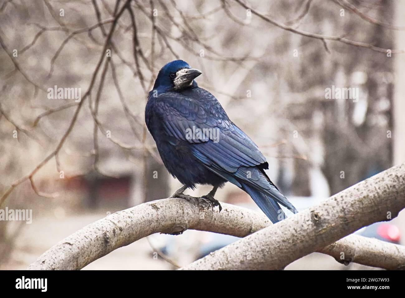 Common raven moss hi-res stock photography and images - Alamy