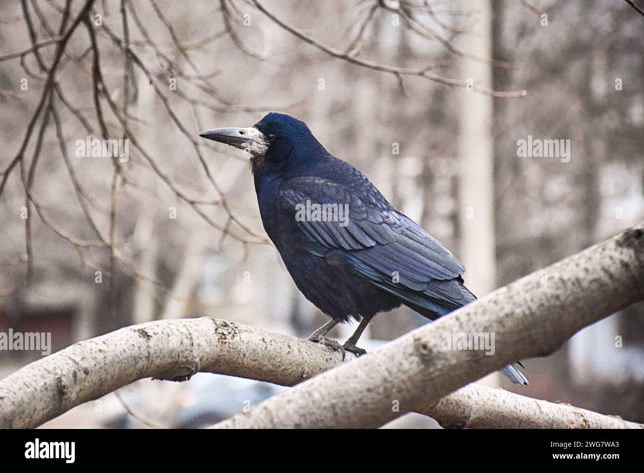 Common raven moss hi-res stock photography and images - Alamy