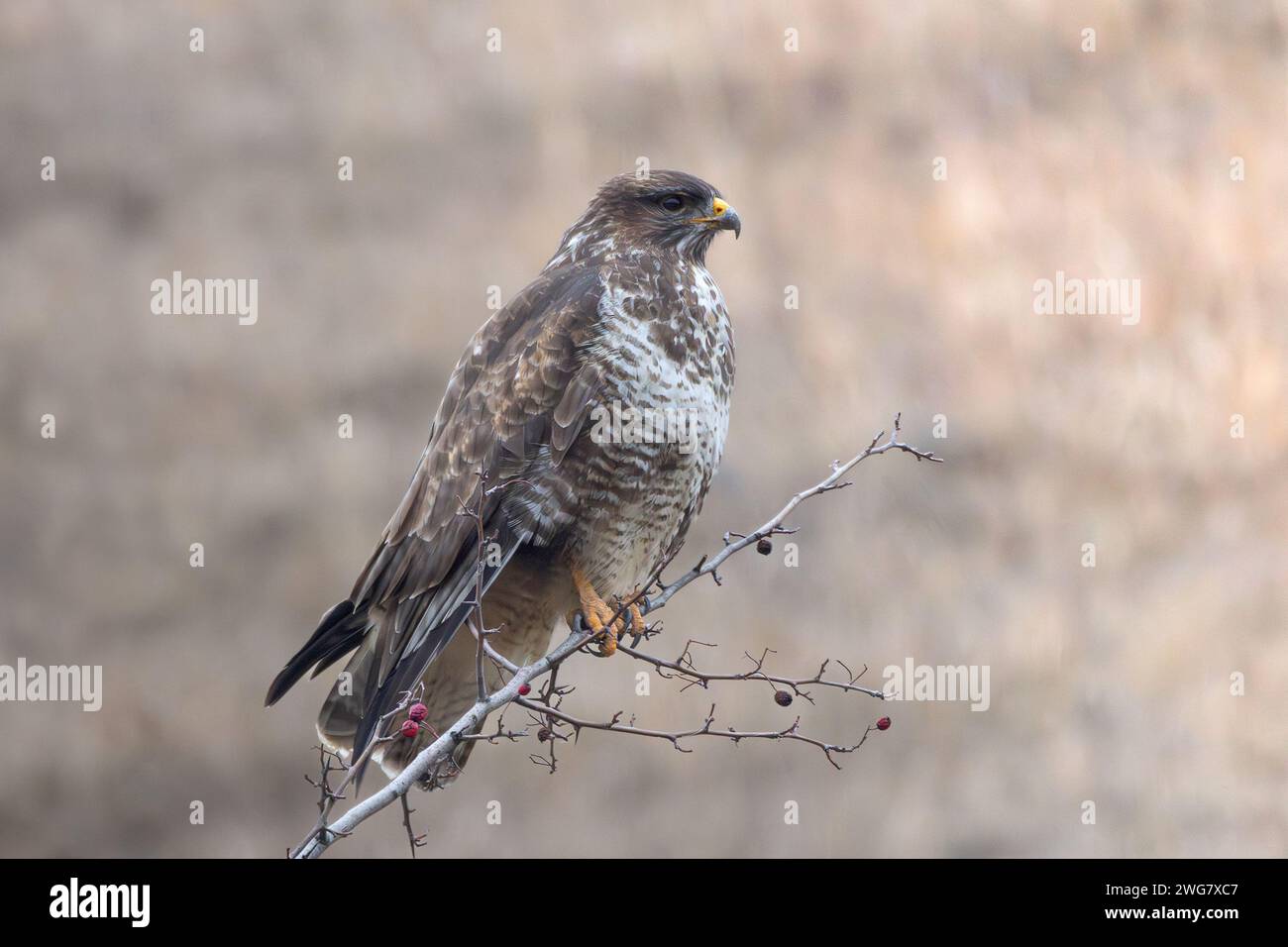 bird of prey on a branch, Buteo buteo, the common european buzzard ...