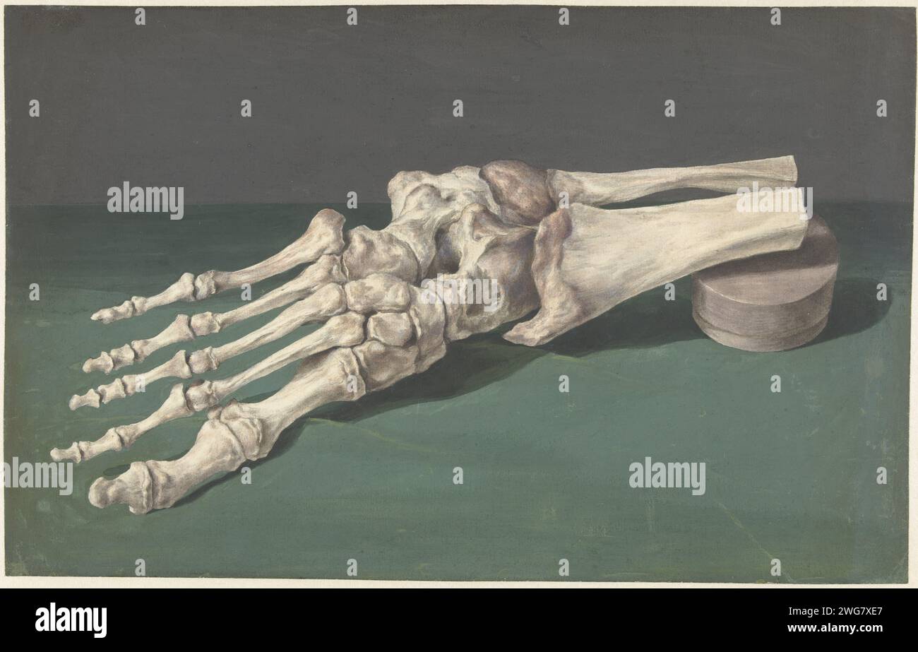 Skeleton of a foot, Jan l'Admiral, 1709 - 1773 drawing paper. gouache ...