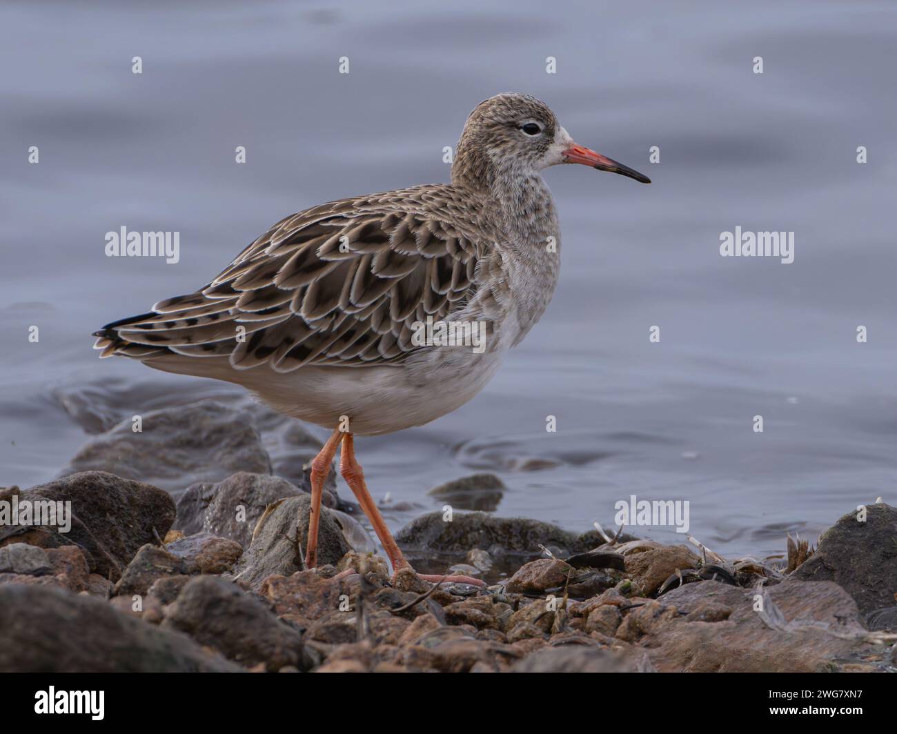 Ruff yellow hi-res stock photography and images - Alamy