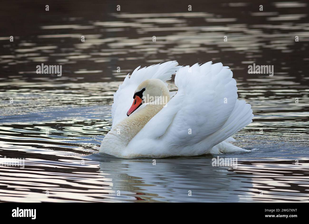 Swan on golden pond hi-res stock photography and images - Alamy