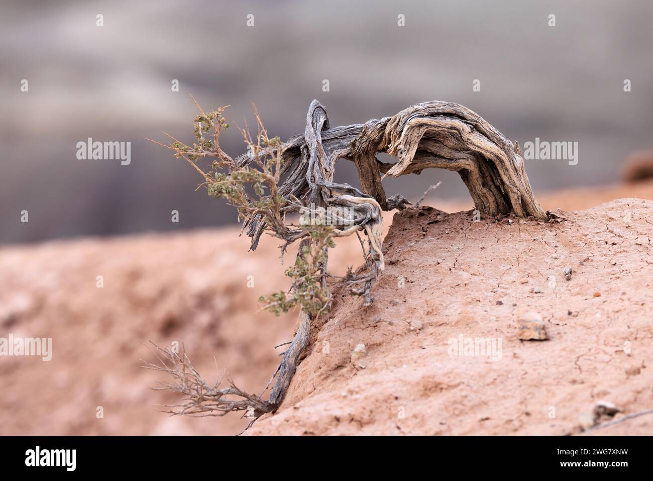 Sage brush roots hi-res stock photography and images - Alamy