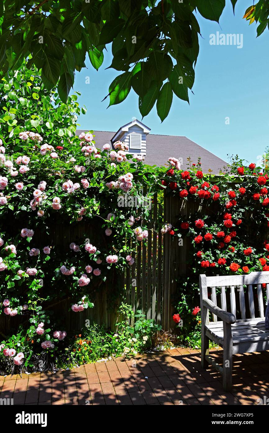 Garden terrace with blooming roses Stock Photo - Alamy