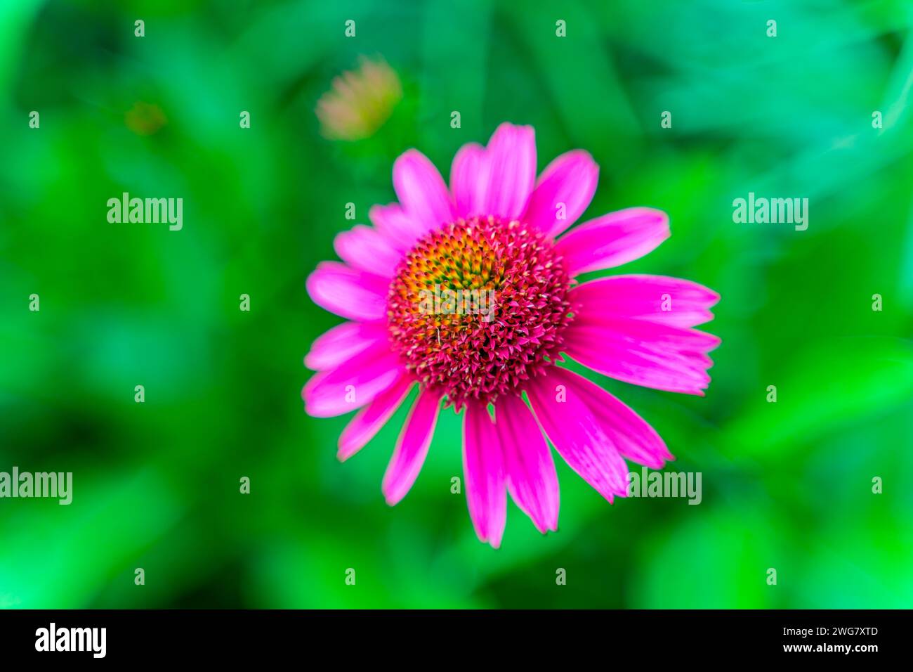 Close-up of a vibrant green flower emerging from the lush grass Stock ...