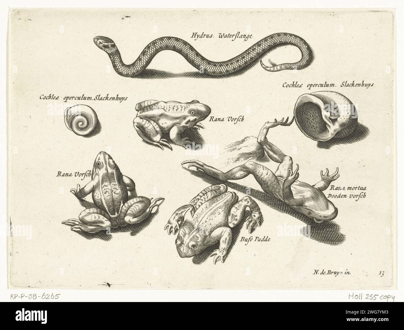 Waterslang, frogs and toads, Anonymous, After Nicolaes de Bruyn, 1581 ...