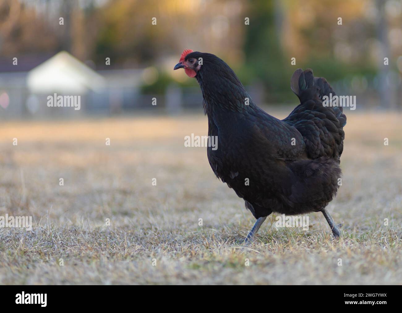 Free range Austerlorp chicken hen on a grassy field in North Carolina ...