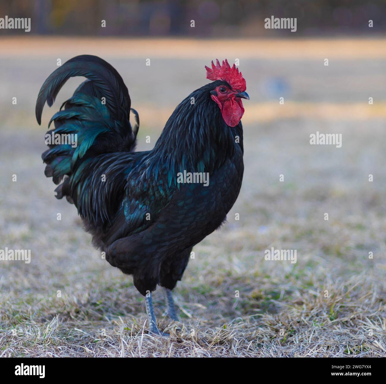 Free range Austerlorp chicken rooster on a grassy field free range with ...