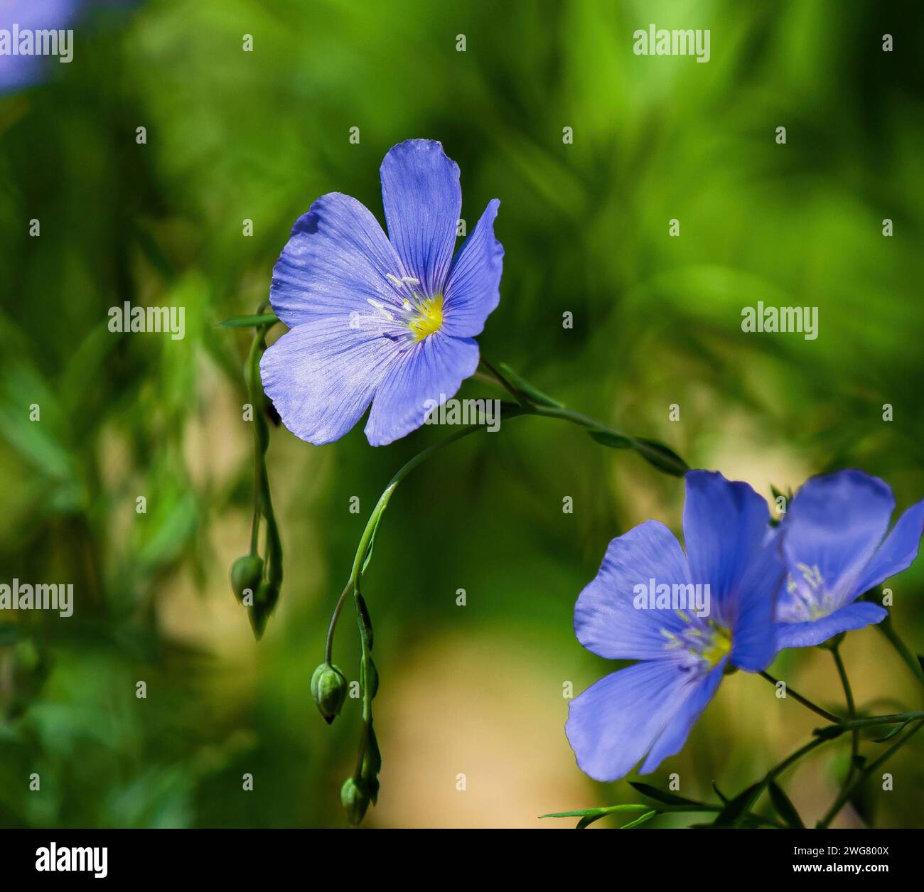 A Blue Flax Flower closeup with a soft garden background Stock Photo ...