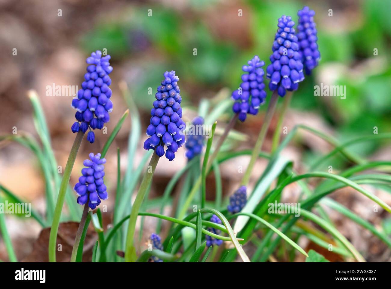 Naturalized bulbs hi-res stock photography and images - Alamy