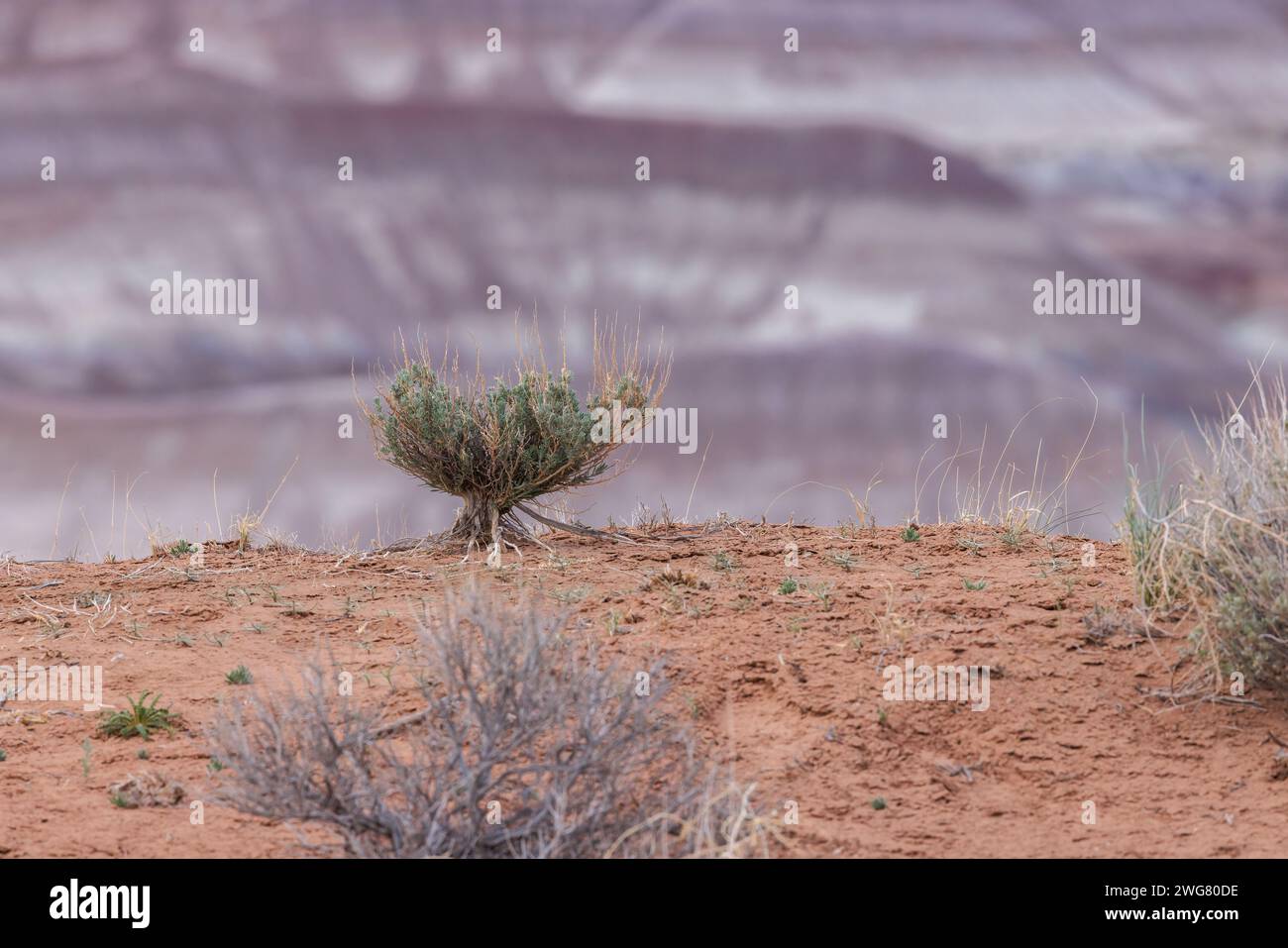 Sage brush roots hi-res stock photography and images - Alamy