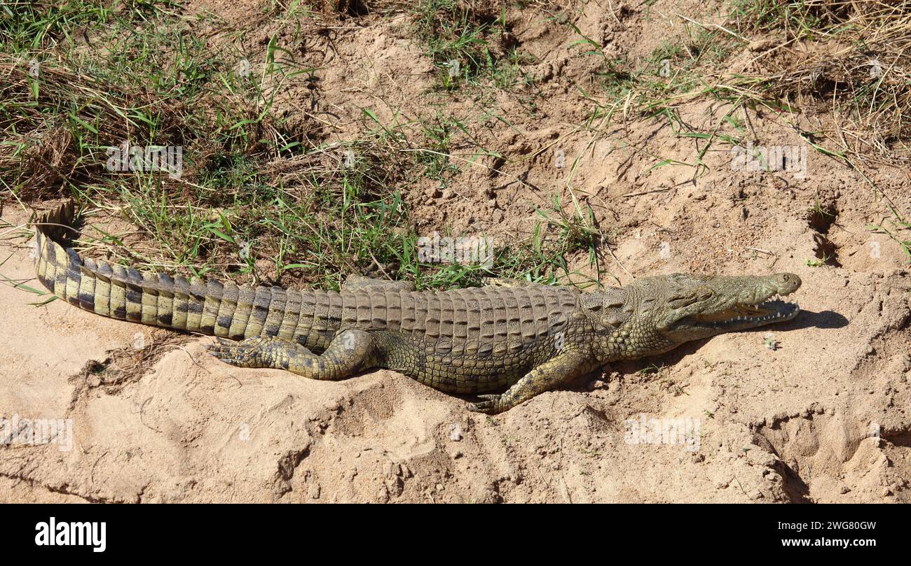 Nilkrokodil / Nile crocodile / Crocodylus niloticus Stock Photo - Alamy