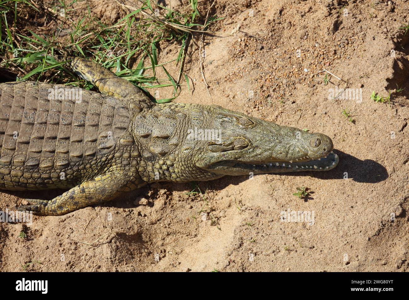 Nilkrokodil / Nile crocodile / Crocodylus niloticus Stock Photo - Alamy