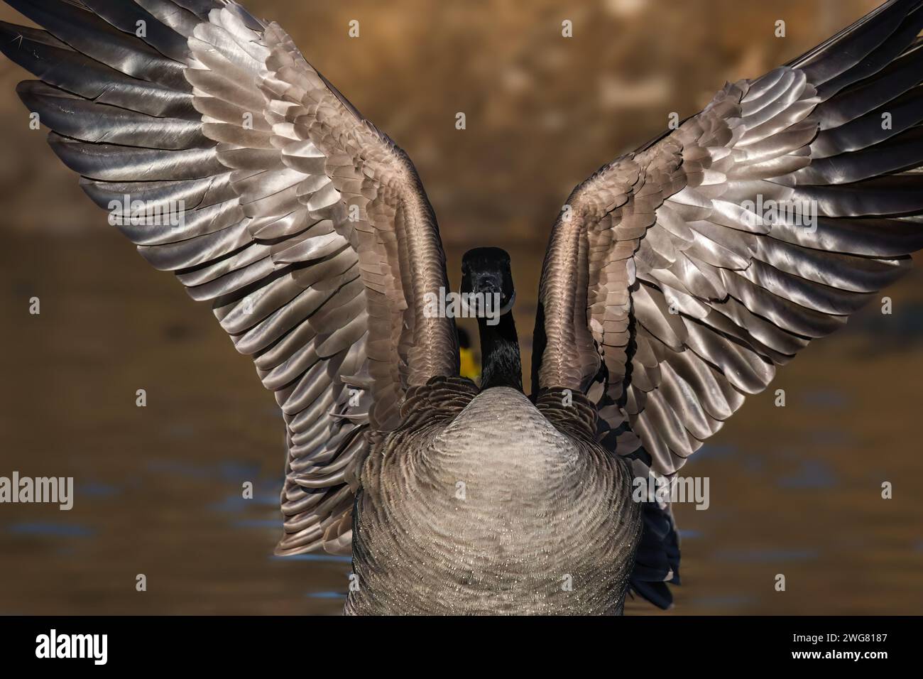 Large Canadian goose spreading wings near water Stock Photo - Alamy