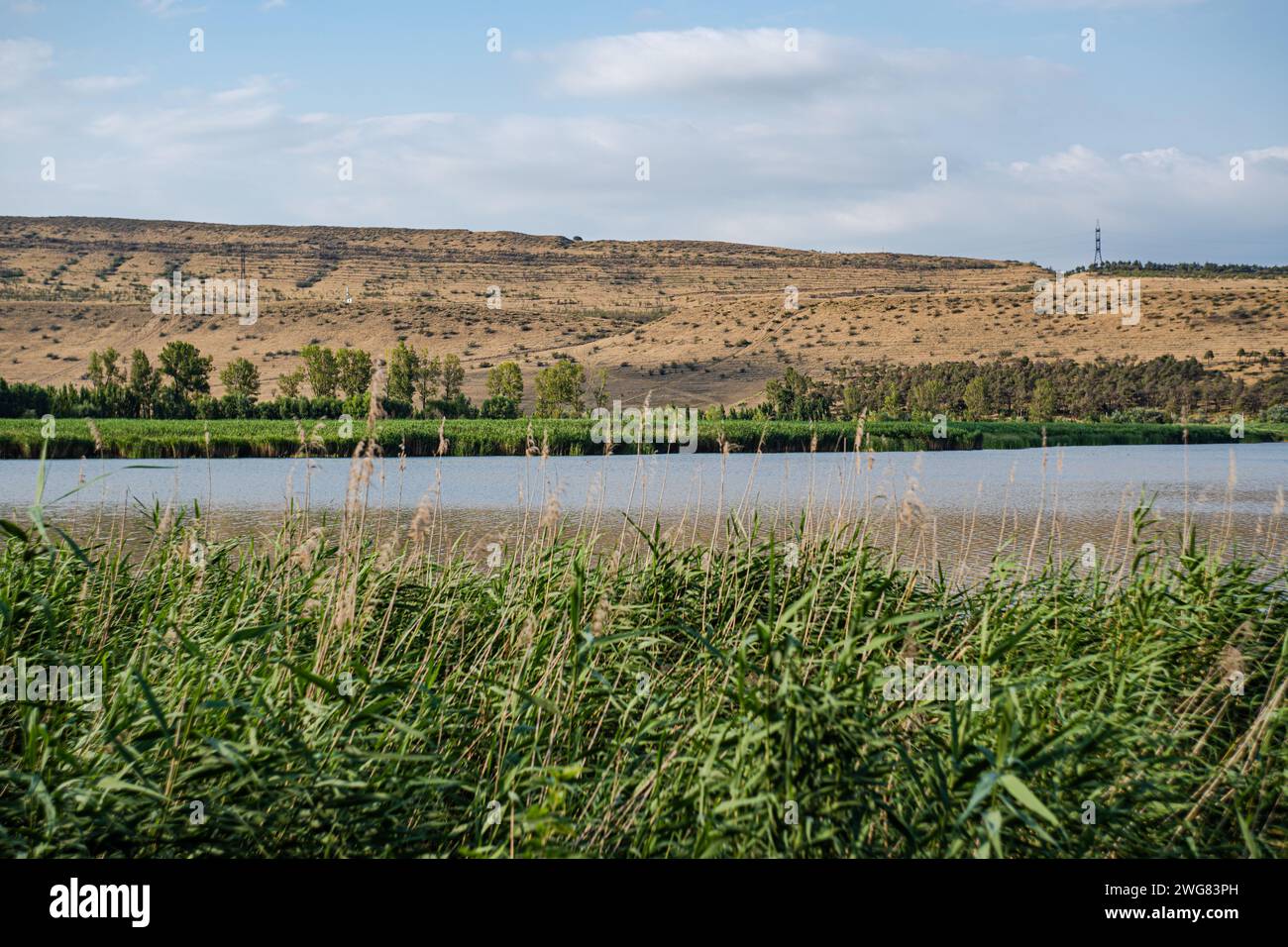 Cane plant on the Lisi lake recreation area of Tbilisi, Georgia Stock ...