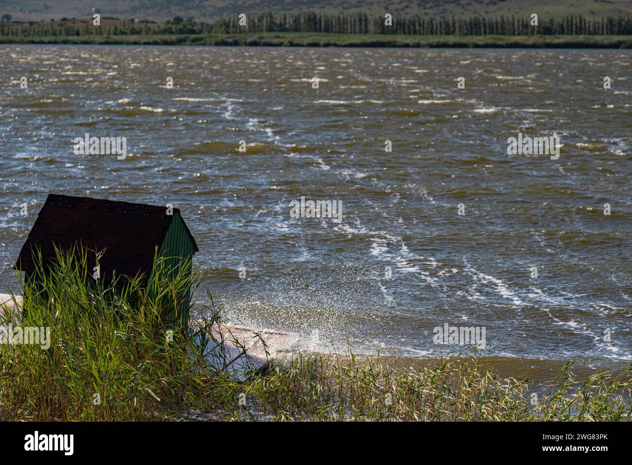 Cane plant on the Lisi lake recreation area of Tbilisi, Georgia Stock ...