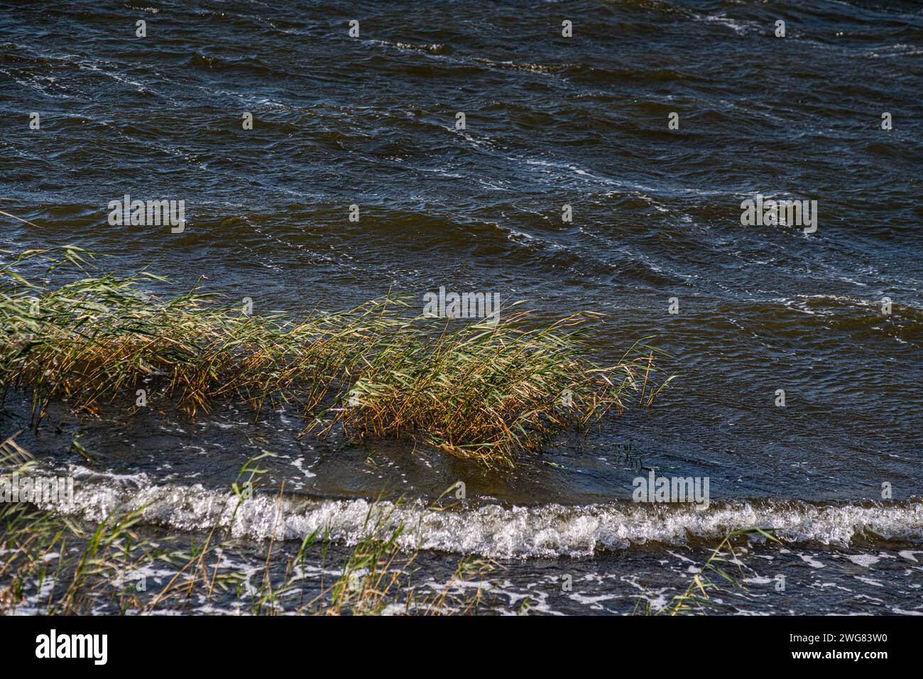 Cane plant on lisi lake hi-res stock photography and images - Alamy