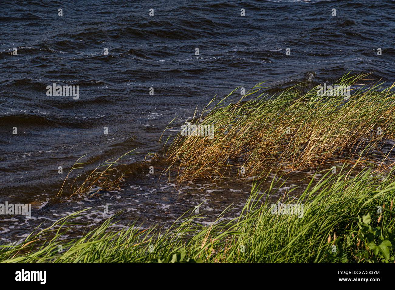 Cane plant on the Lisi lake recreation area of Tbilisi, Georgia Stock ...