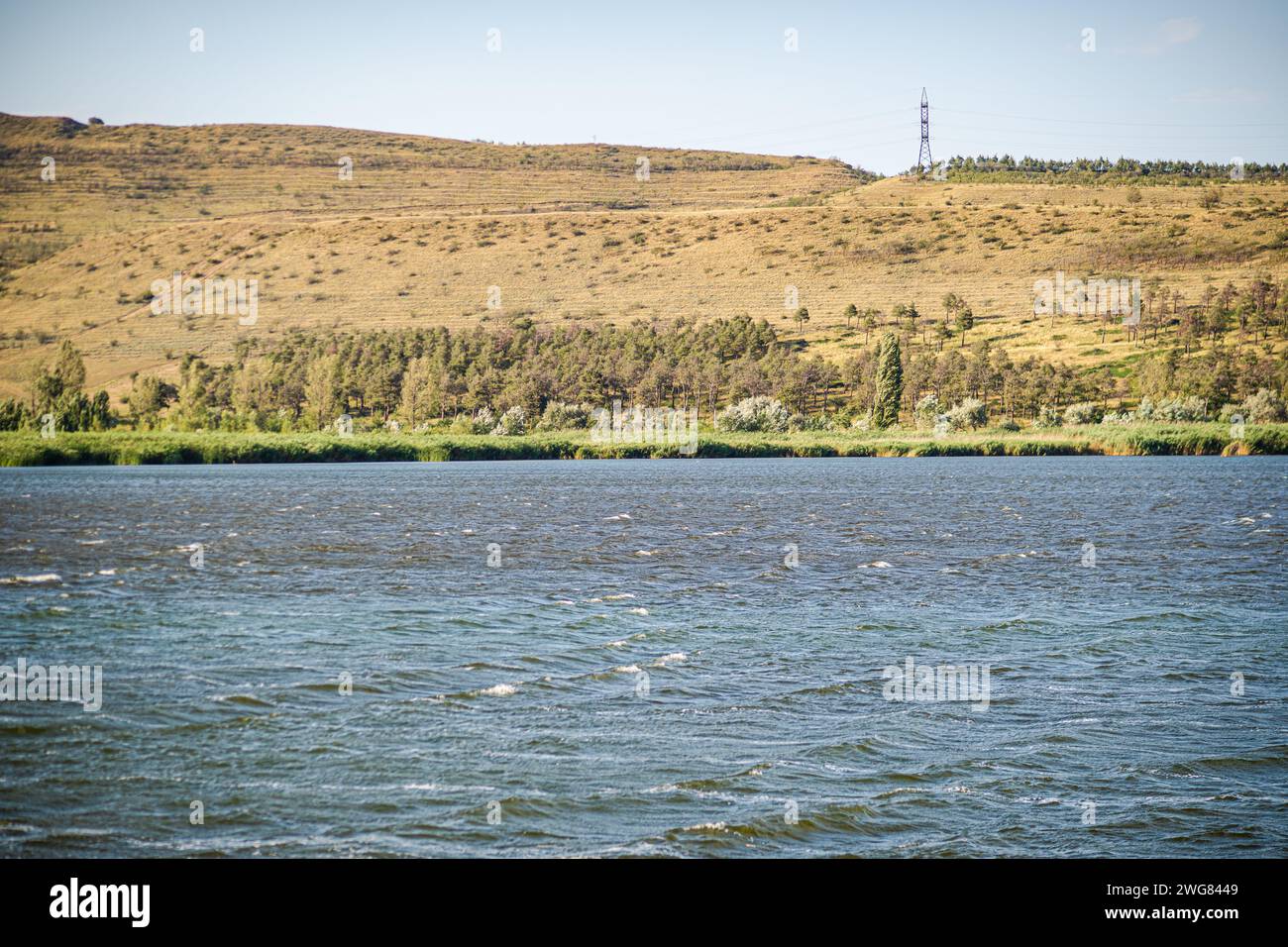 Cane plant on the Lisi lake recreation area of Tbilisi, Georgia Stock ...
