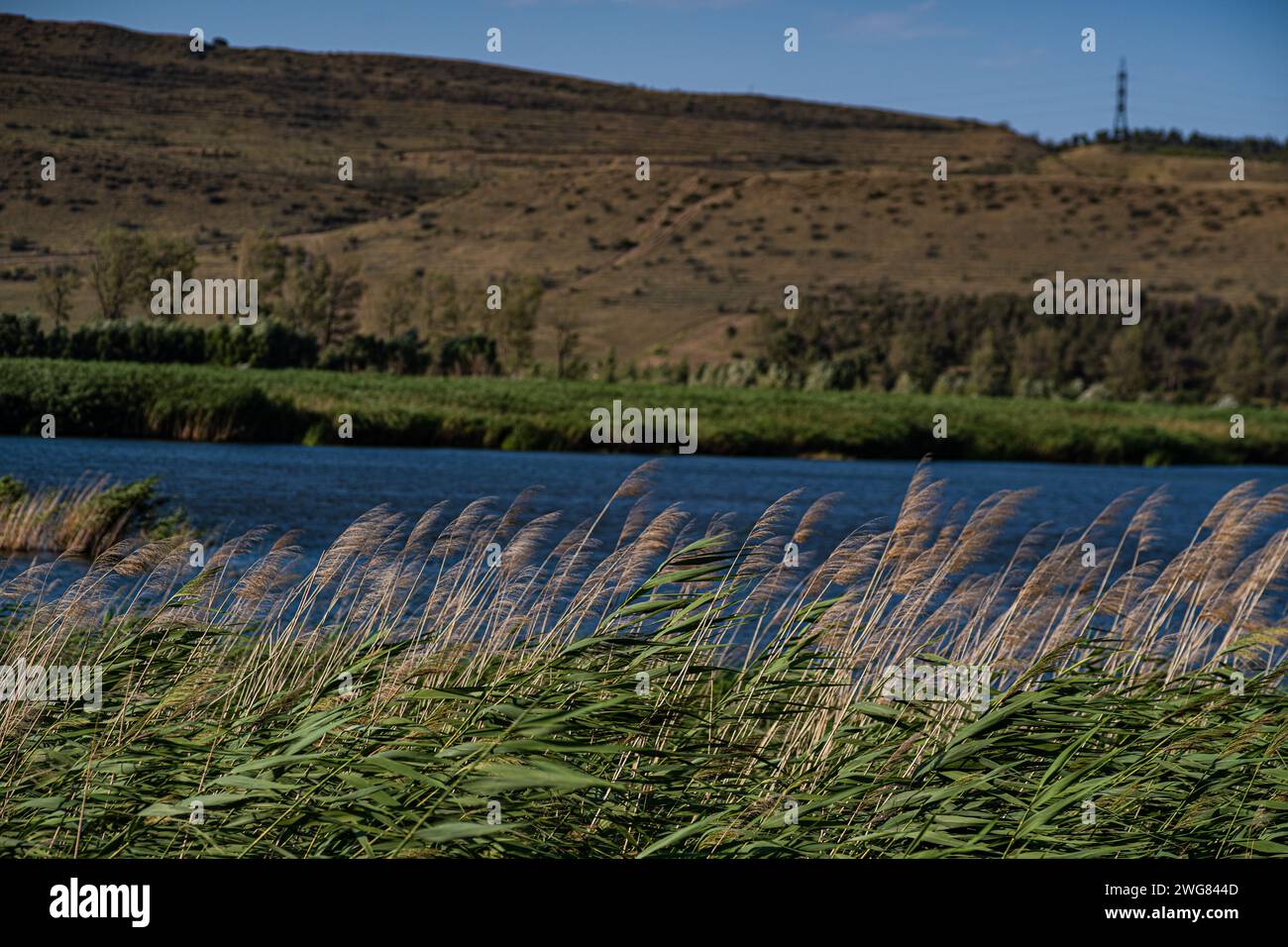 Cane plant on the Lisi lake recreation area of Tbilisi, Georgia Stock ...
