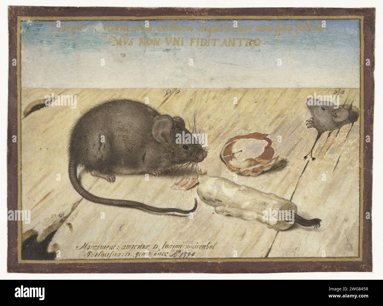 Detailed mouse sketch hi-res stock photography and images - Alamy