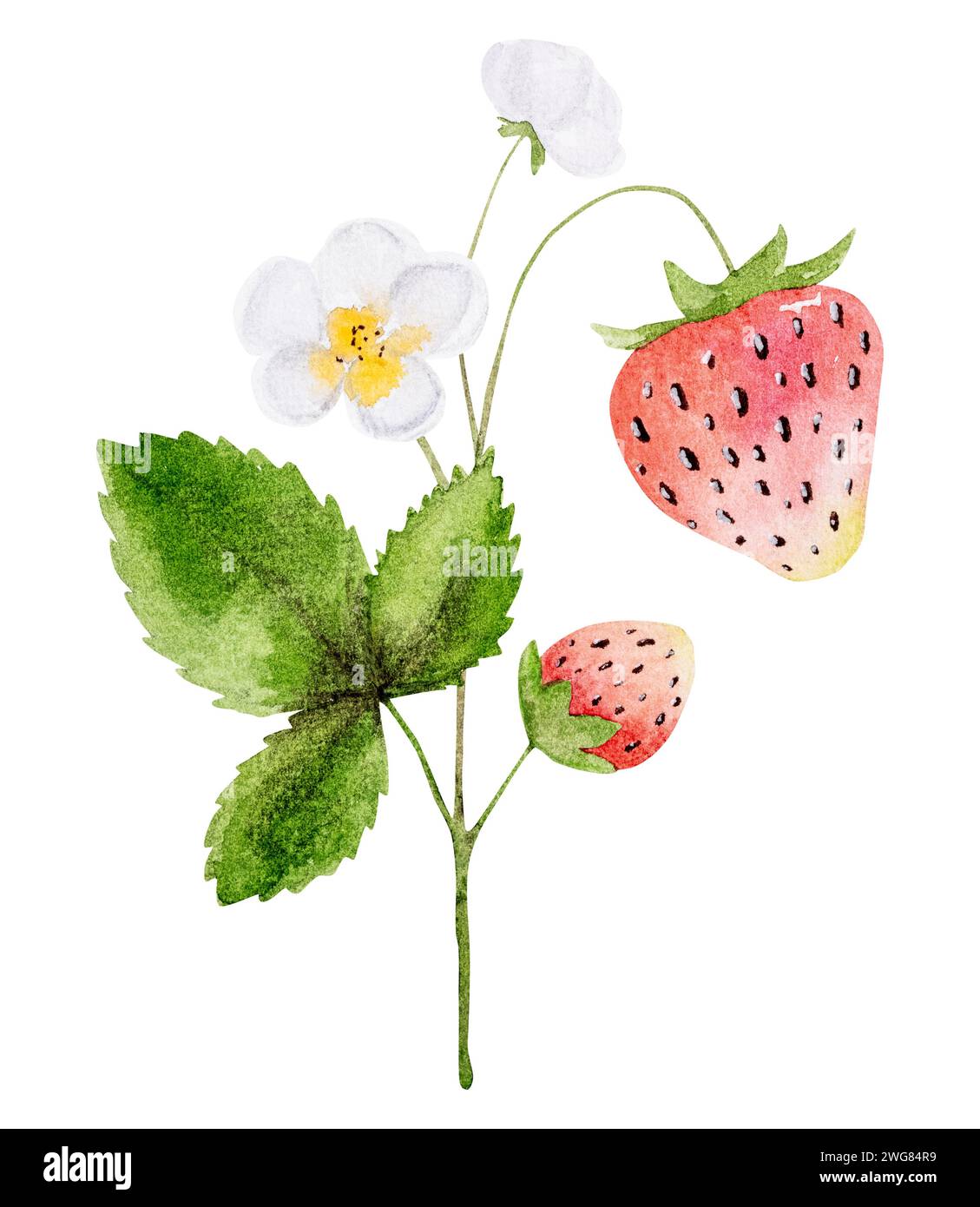 Hand-Drawn Watercolor Illustration Features A Branch With Strawberry ...