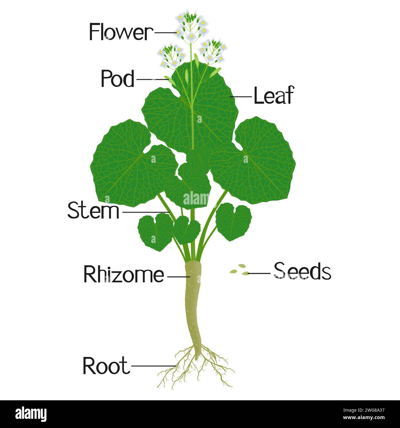 Parts of wasabi eutrema japonica plant isolated on a white Stock Vector ...