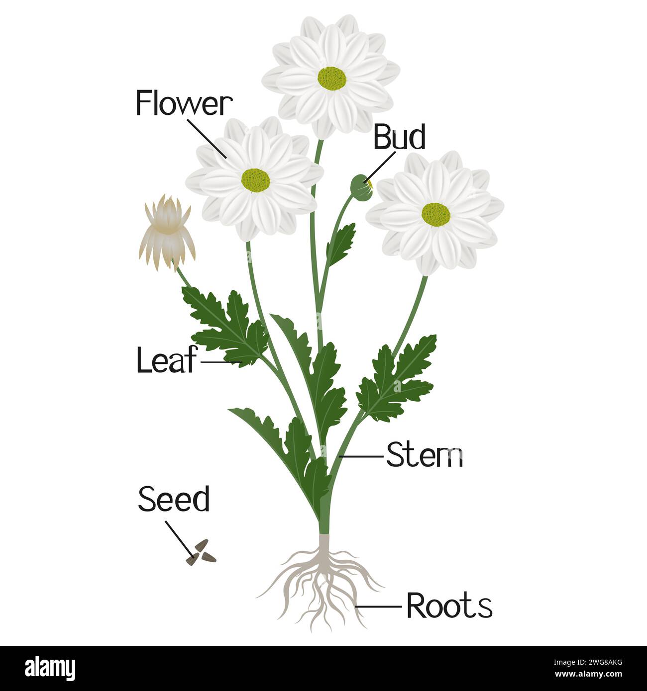 Parts of a chamomile chrysanthemums plant isolated on a white ...
